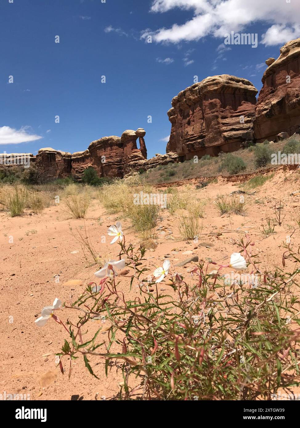Pale Evening Primrose (Oenothera pallida) Plantae Stock Photo - Alamy
