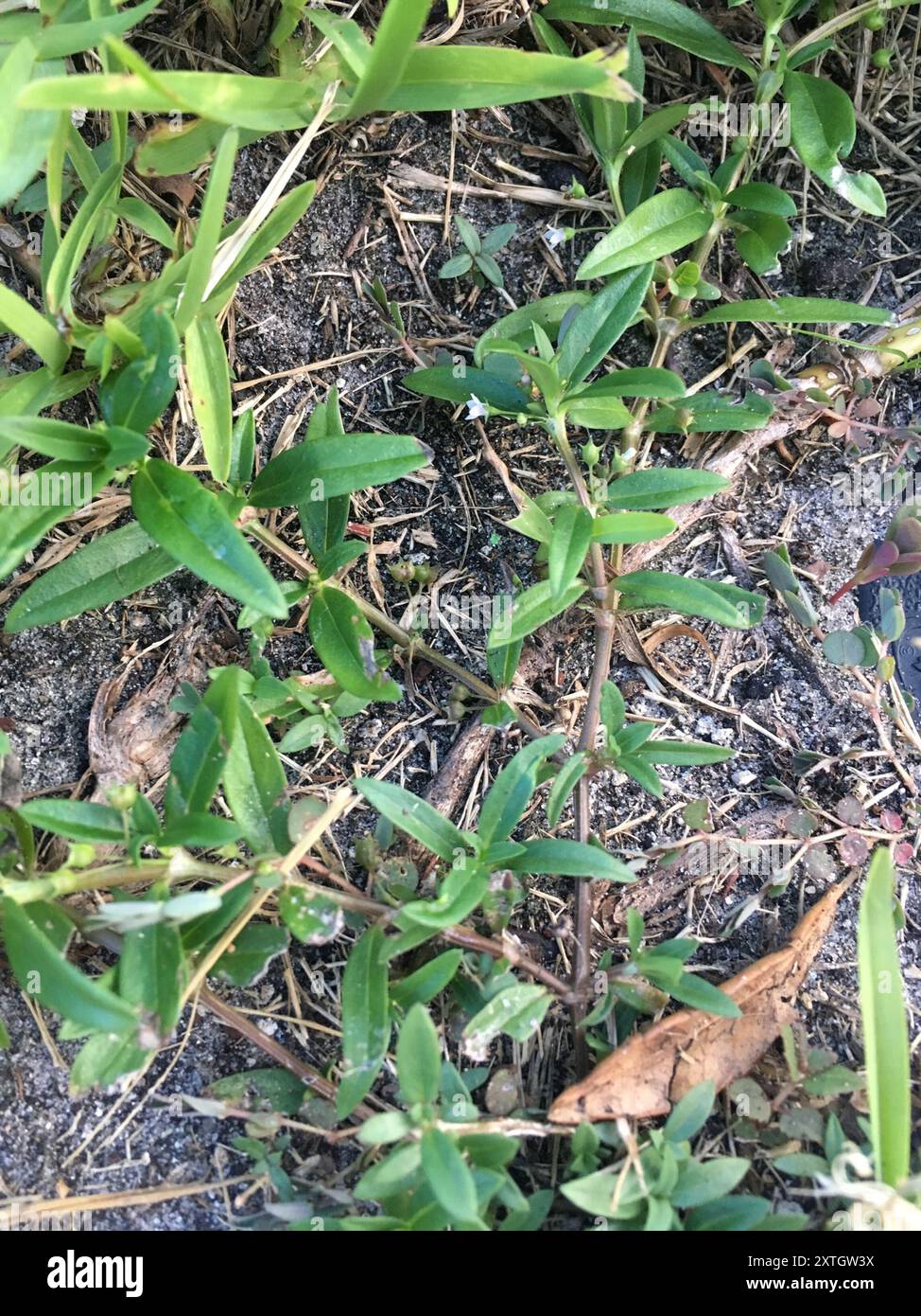 Old World Diamond Flower (Oldenlandia corymbosa) Plantae Stock Photo ...