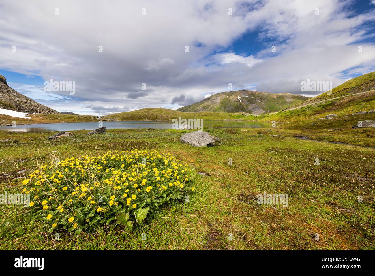 Ross Avens wildflowers and Summit Lake in Hatcher Pass Management Area ...