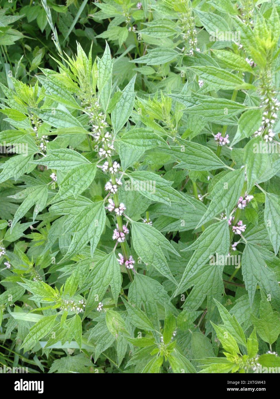 common motherwort (Leonurus cardiaca) Plantae Stock Photo - Alamy