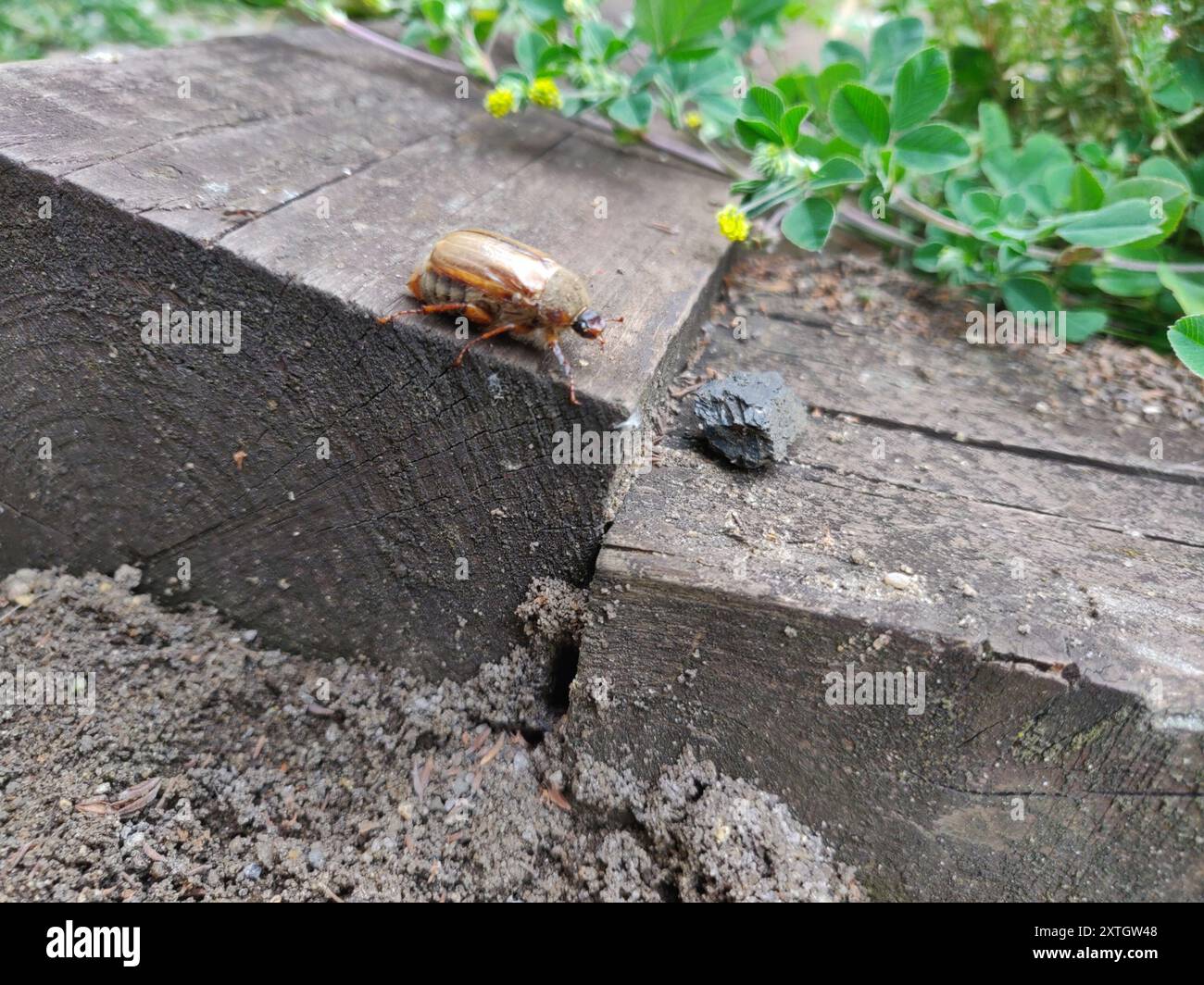 Summer Chafer (Amphimallon solstitiale) Insecta Stock Photo - Alamy