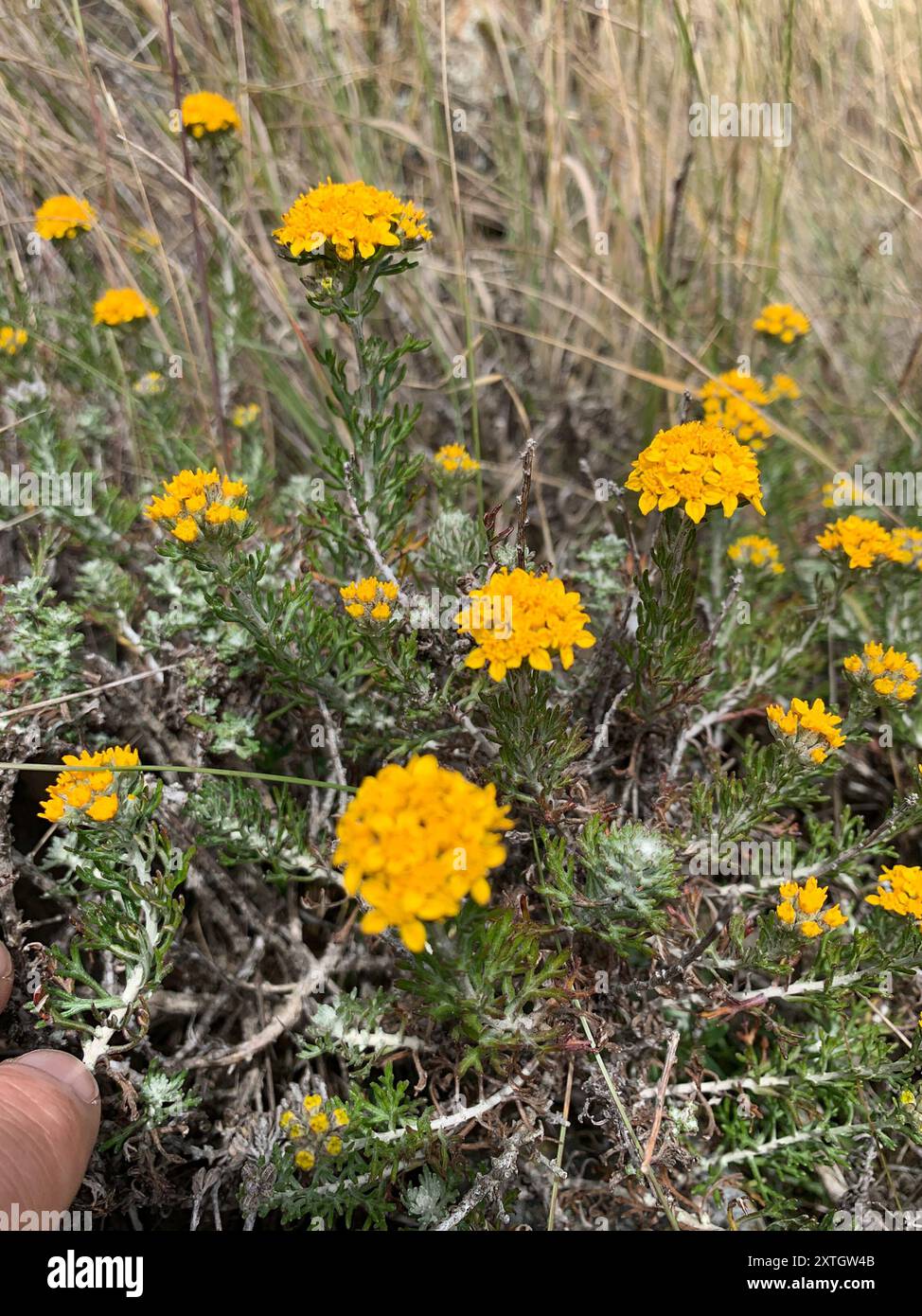 Golden Yarrow (Eriophyllum confertiflorum) Plantae Stock Photo - Alamy