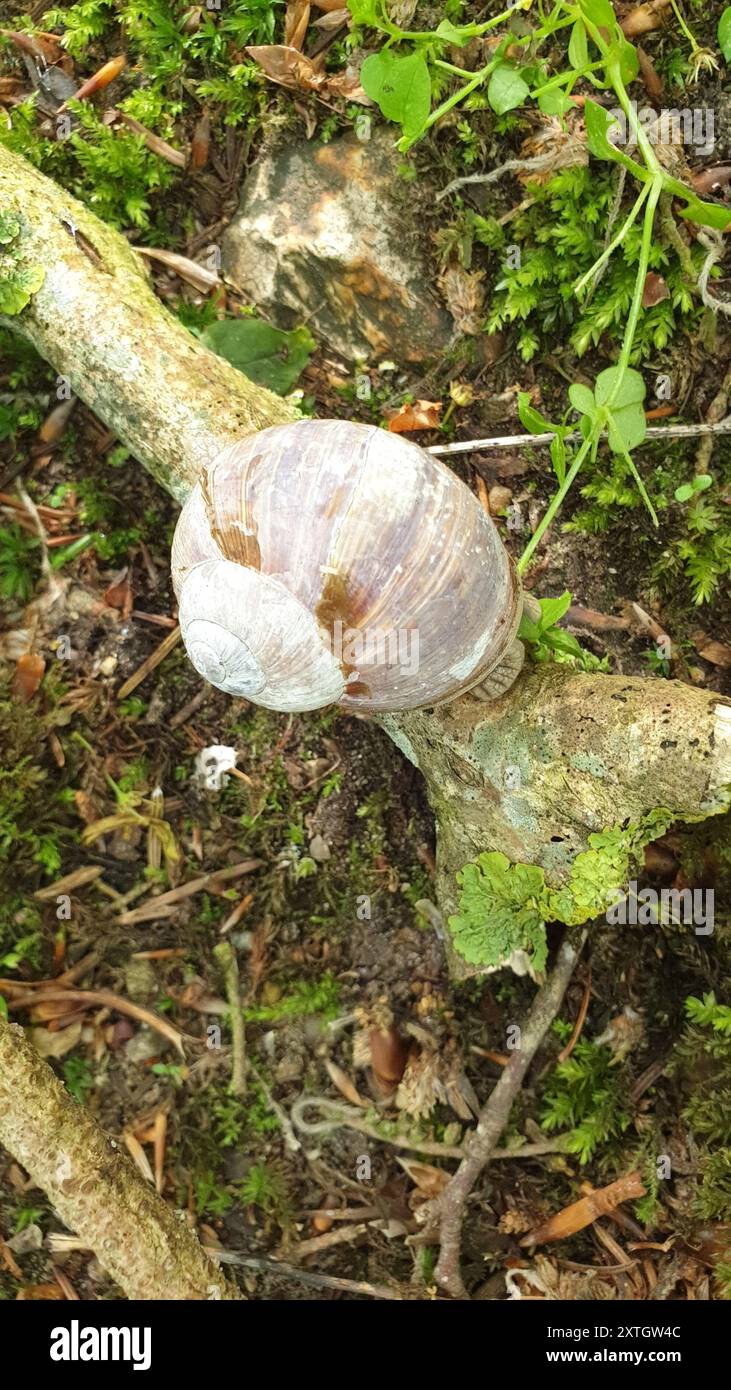 Roman Snail (Helix pomatia) Mollusca Stock Photo - Alamy