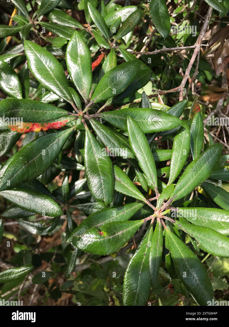 summer holly (Comarostaphylis diversifolia) Plantae Stock Photo - Alamy