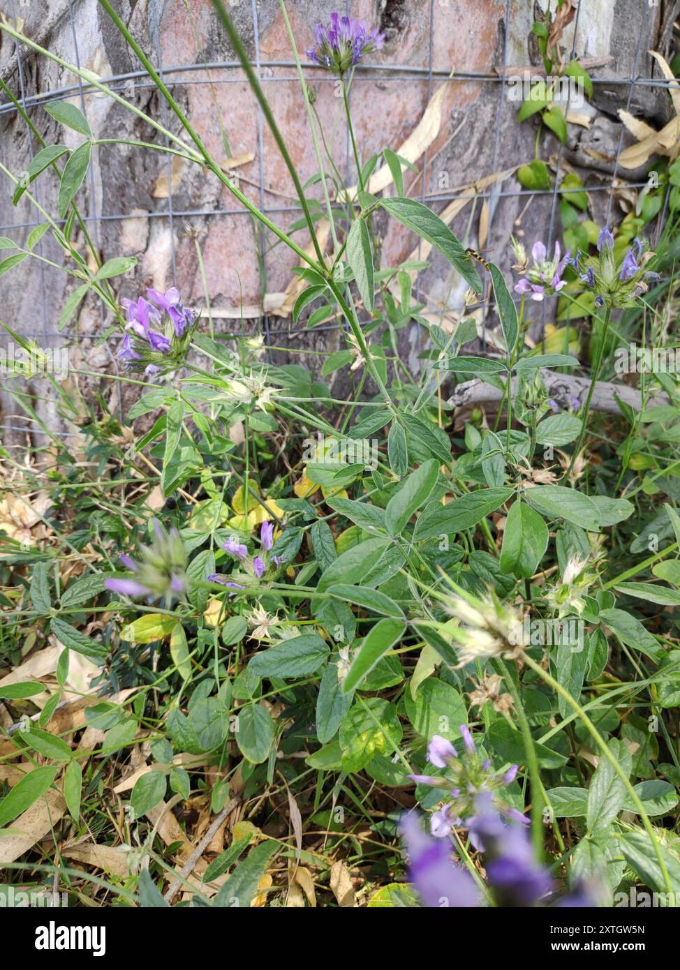 arabian pea (Bituminaria bituminosa) Plantae Stock Photo - Alamy