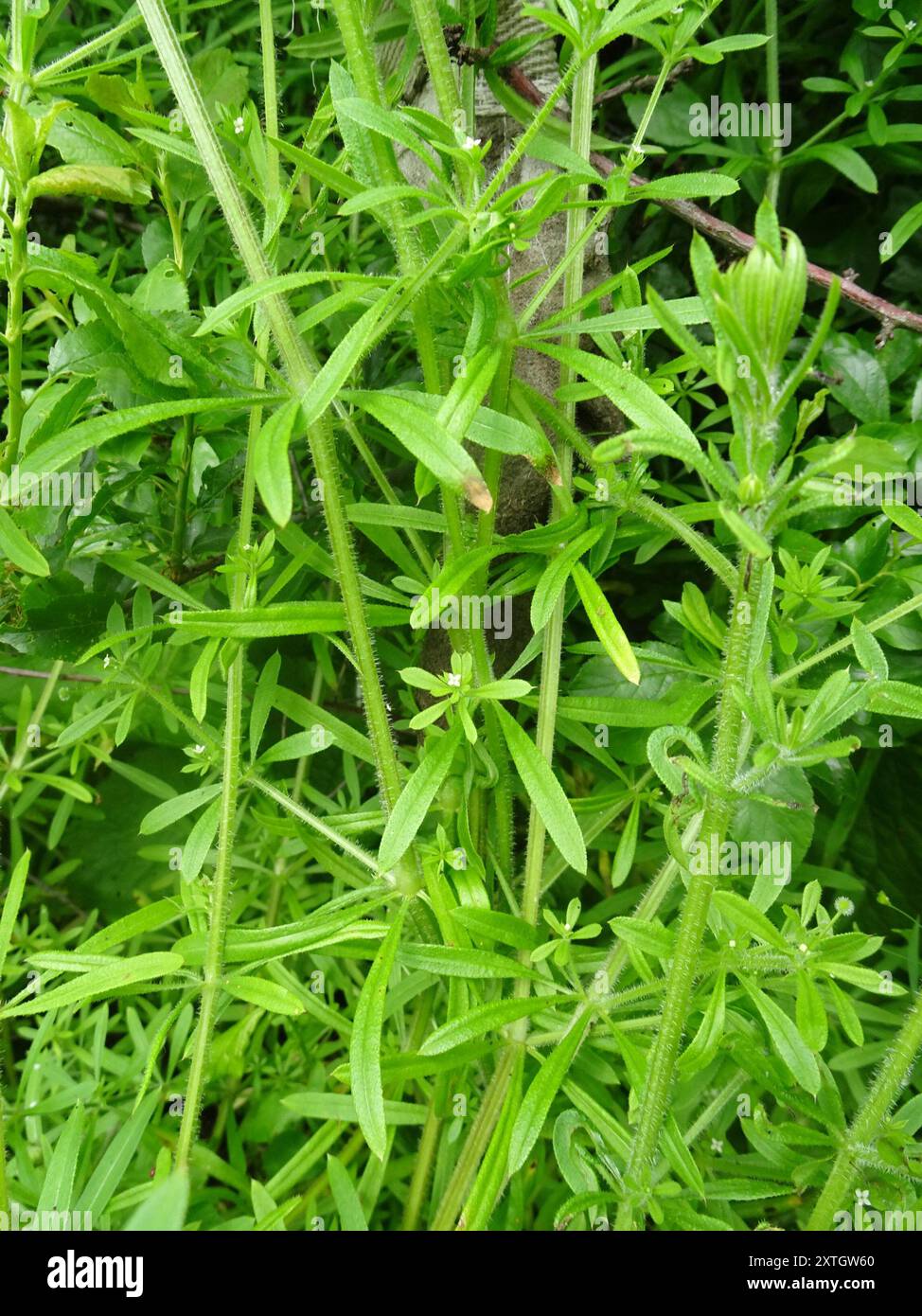 catchweed bedstraw (Galium aparine) Plantae Stock Photo - Alamy