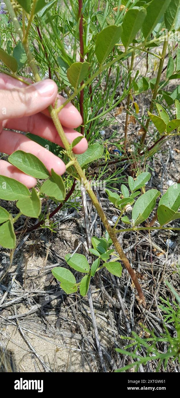 cultivated licorice (Glycyrrhiza glabra) Plantae Stock Photo - Alamy