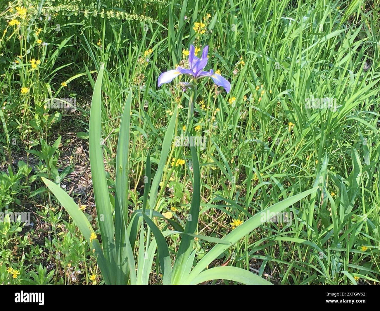 southern blue flag (Iris virginica) Plantae Stock Photo - Alamy