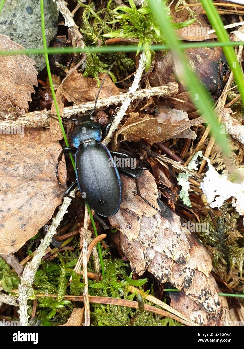 Violet ground beetle (Carabus violaceus) Insecta Stock Photo - Alamy
