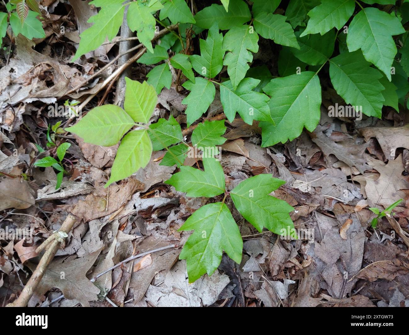 eastern poison ivy (Toxicodendron radicans) Plantae Stock Photo - Alamy