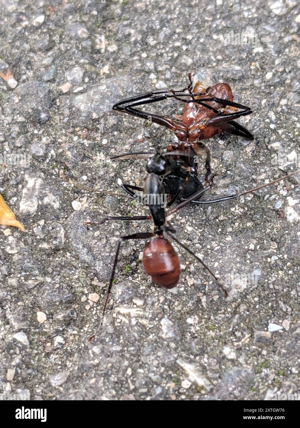 (Dinomyrmex gigas gigas) Insecta Stock Photo - Alamy