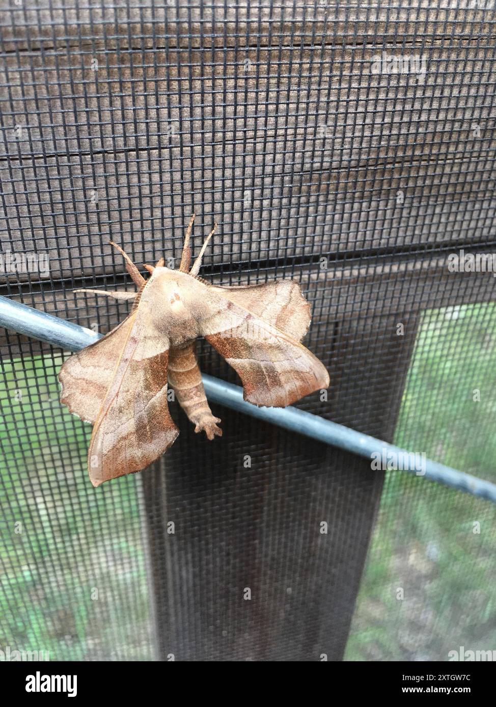 Walnut Sphinx (Amorpha juglandis) Insecta Stock Photo - Alamy