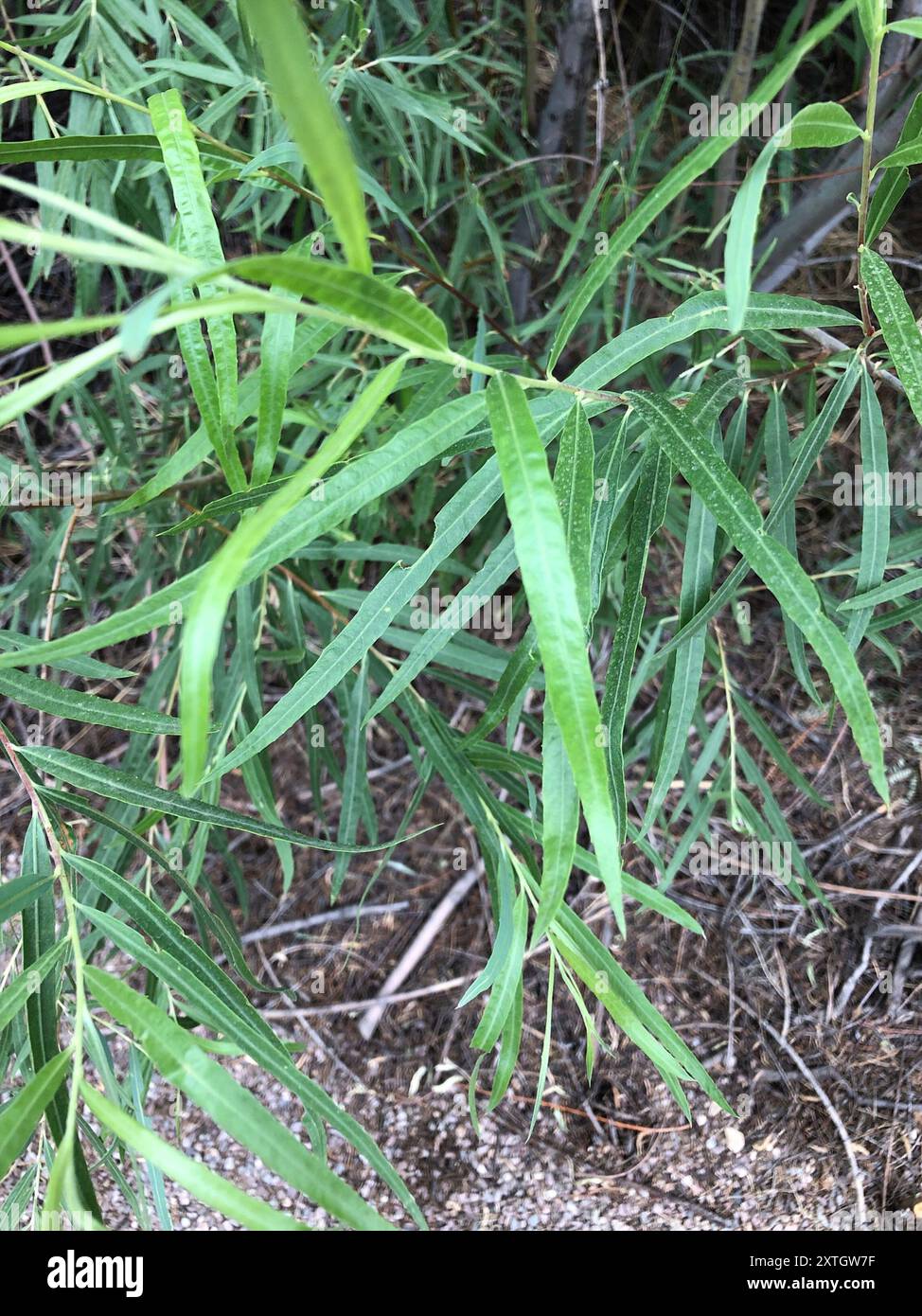 narrow-leaved willow (Salix exigua exigua) Plantae Stock Photo - Alamy