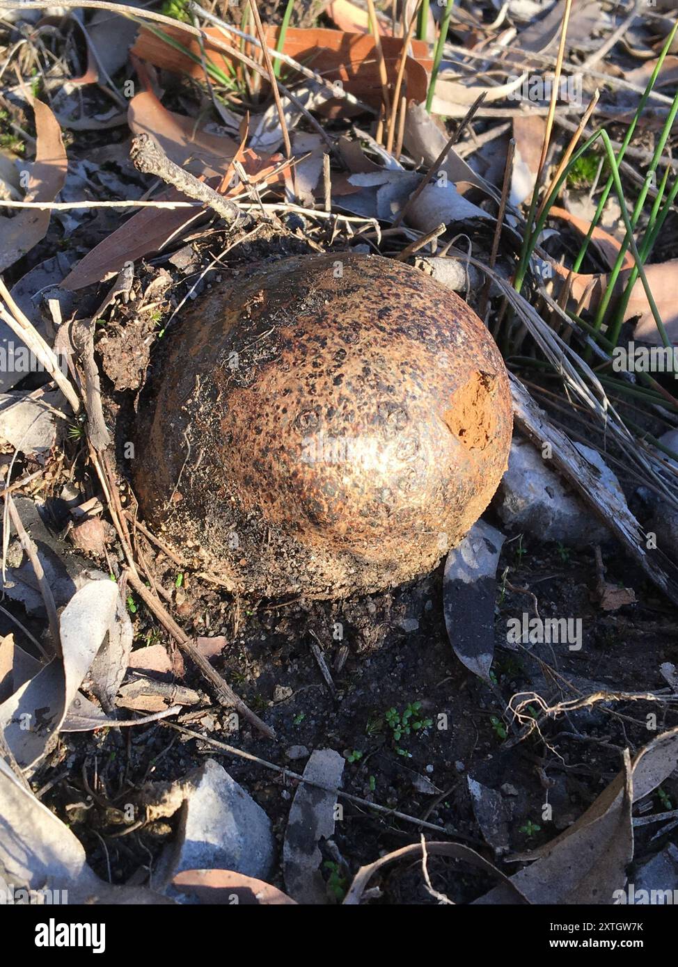 Dyeball (Pisolithus arhizus) Fungi Stock Photo - Alamy