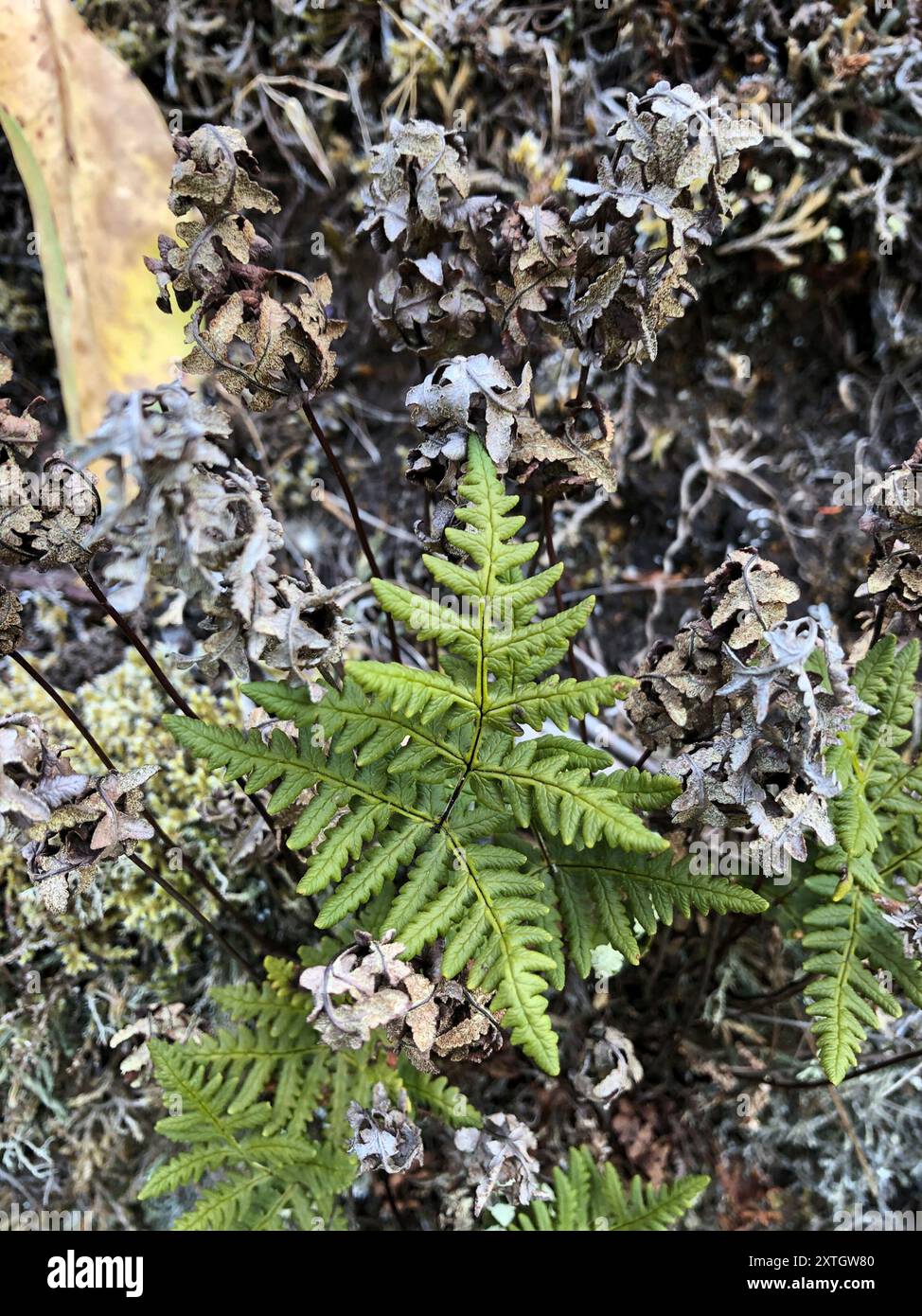 goldback fern (Pentagramma triangularis) Plantae Stock Photo - Alamy