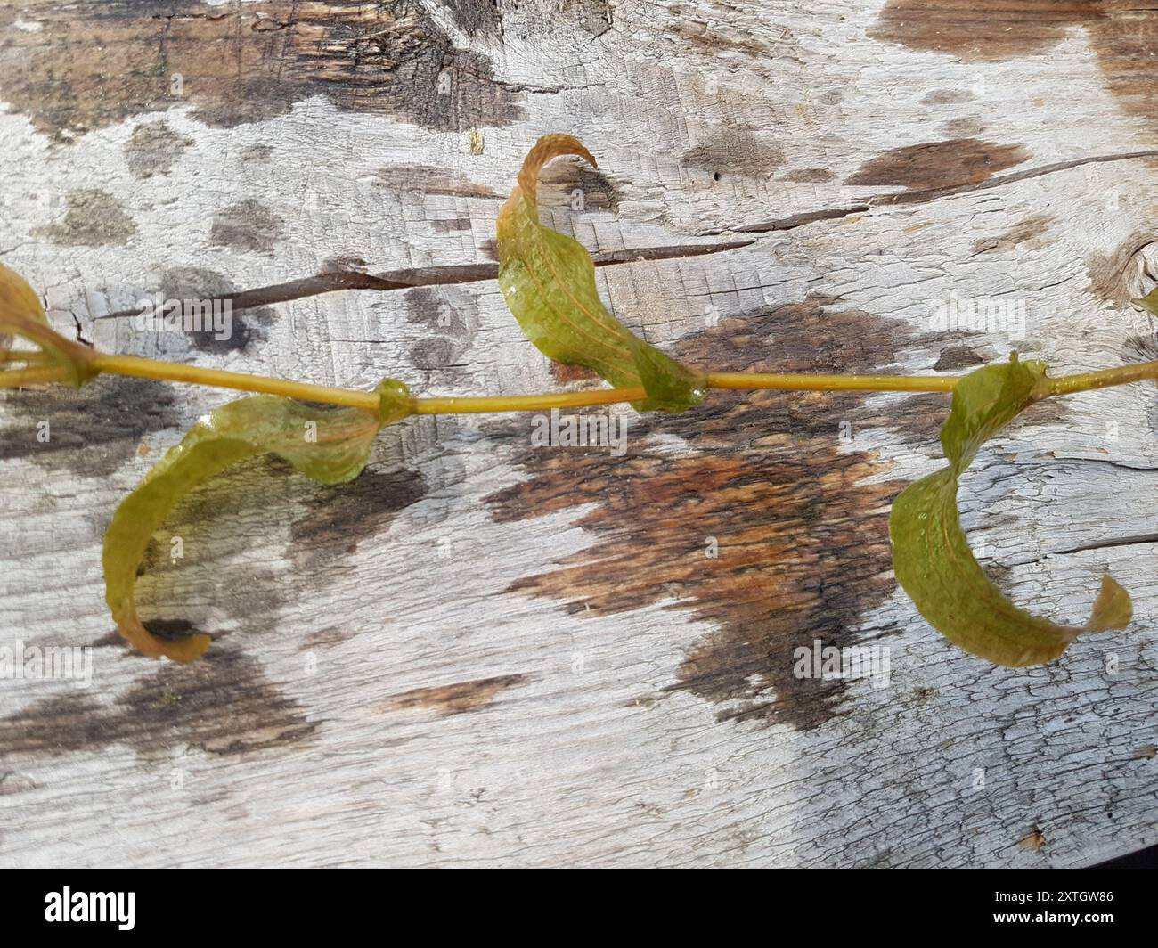 Perfoliate Pondweed (Potamogeton perfoliatus) Plantae Stock Photo - Alamy