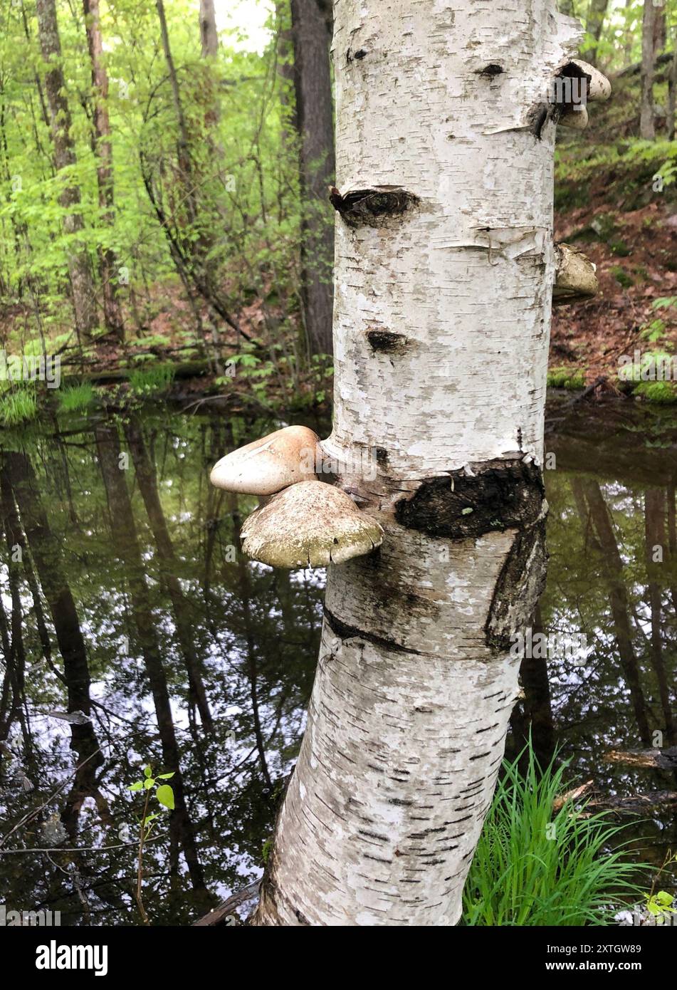 birch polypore (Fomitopsis betulina) Fungi Stock Photo - Alamy