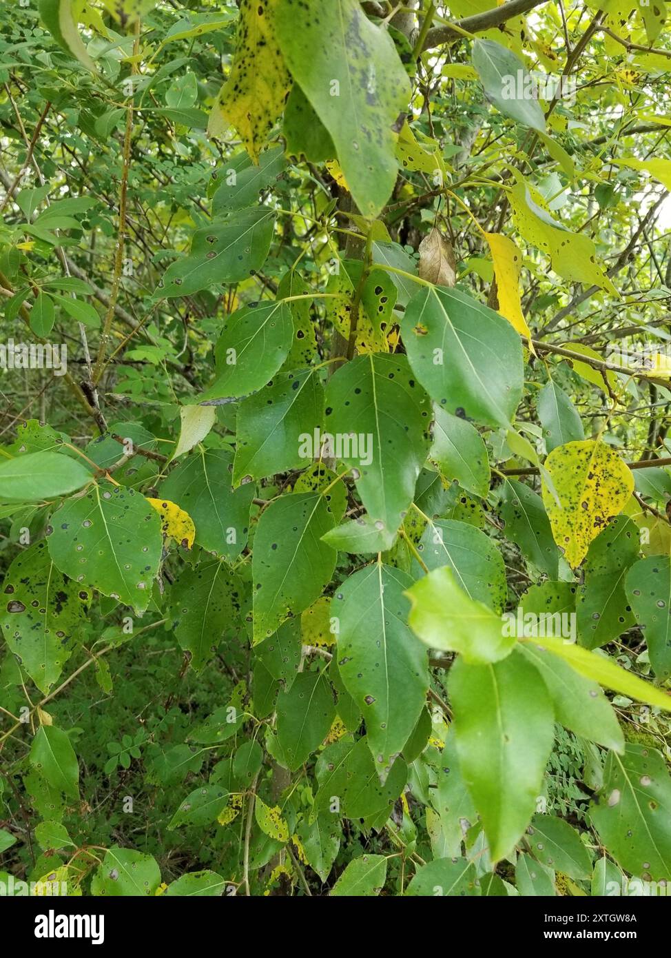 black cottonwood (Populus trichocarpa) Plantae Stock Photo - Alamy