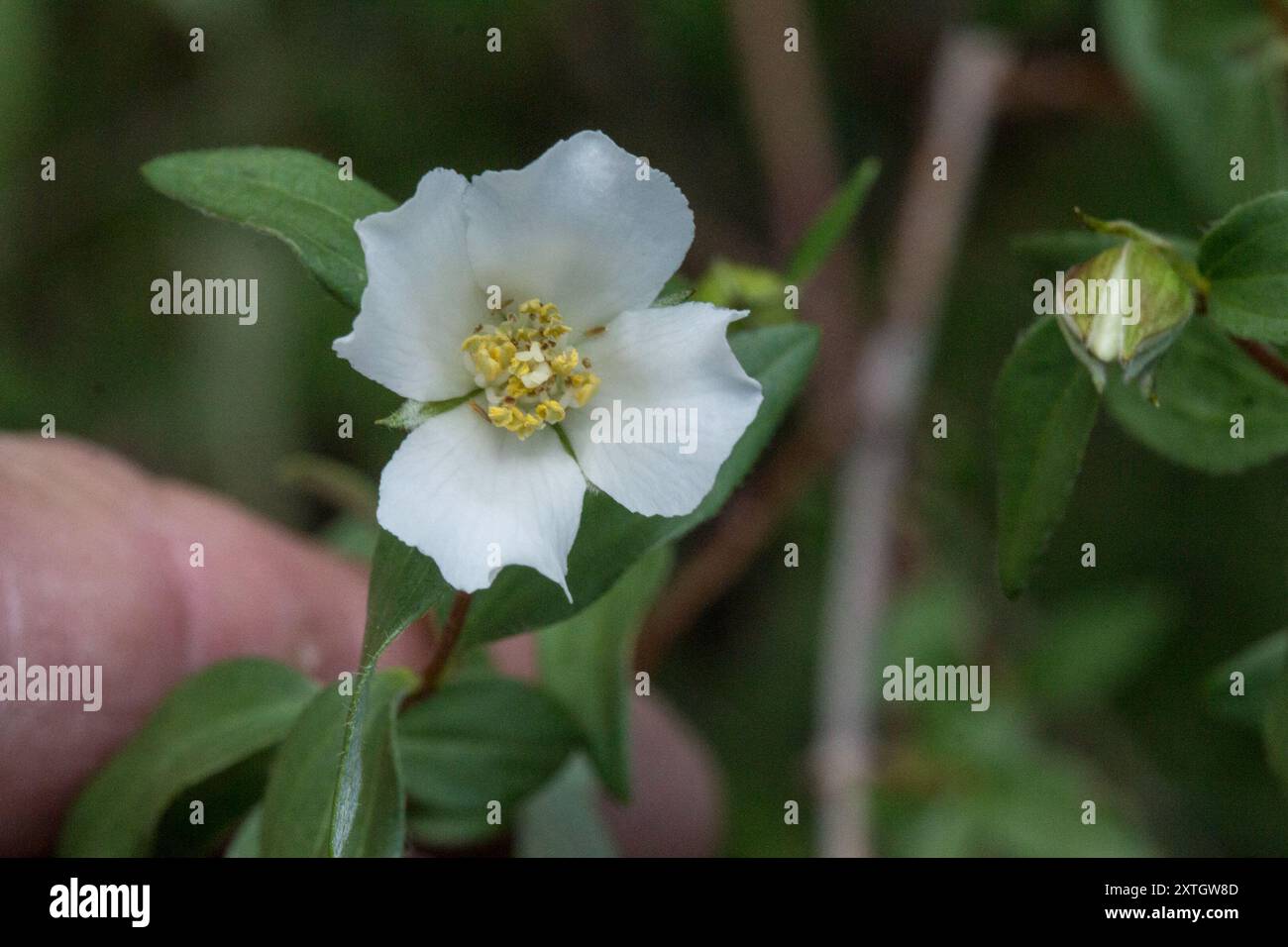 littleleaf mock orange (Philadelphus microphyllus) Plantae Stock Photo ...