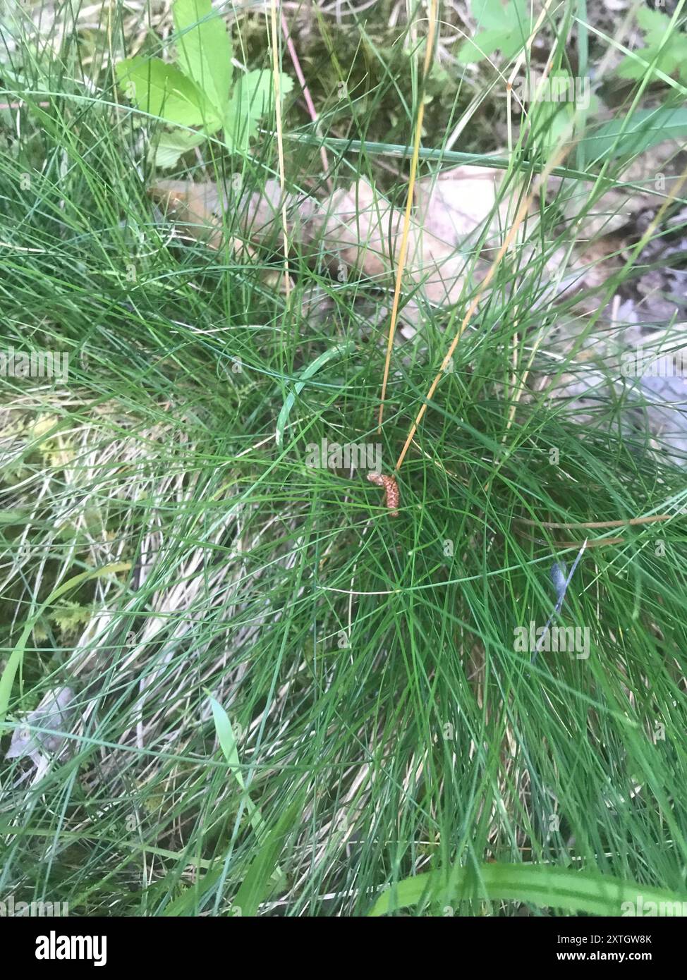 red fescue (Festuca rubra) Plantae Stock Photo - Alamy