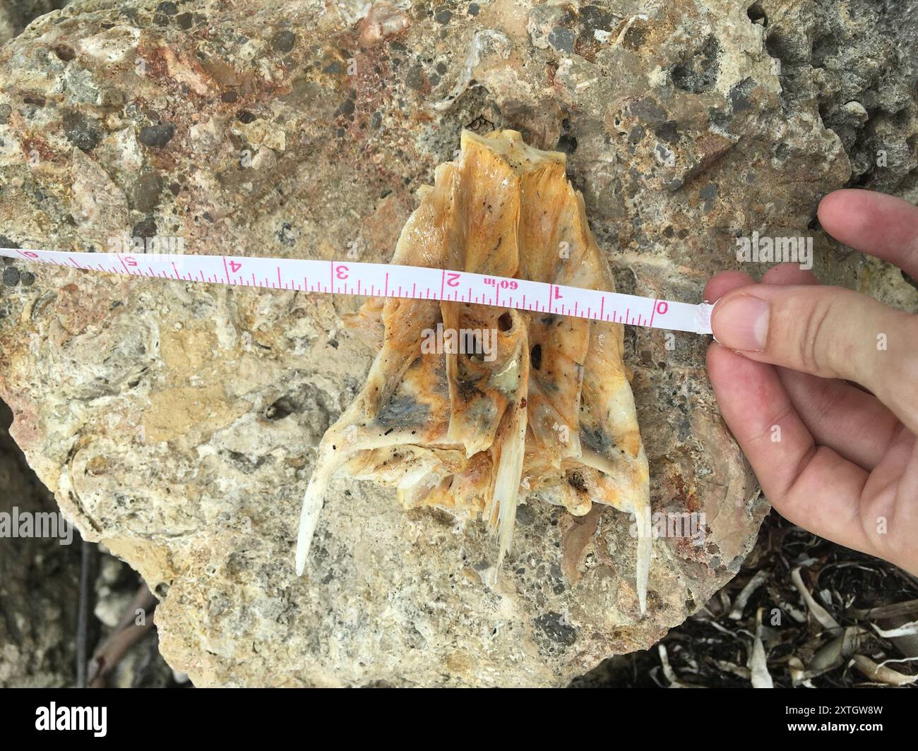 Mackerels, Tunas, and Bonitos (Scombridae) Actinopterygii Stock Photo ...