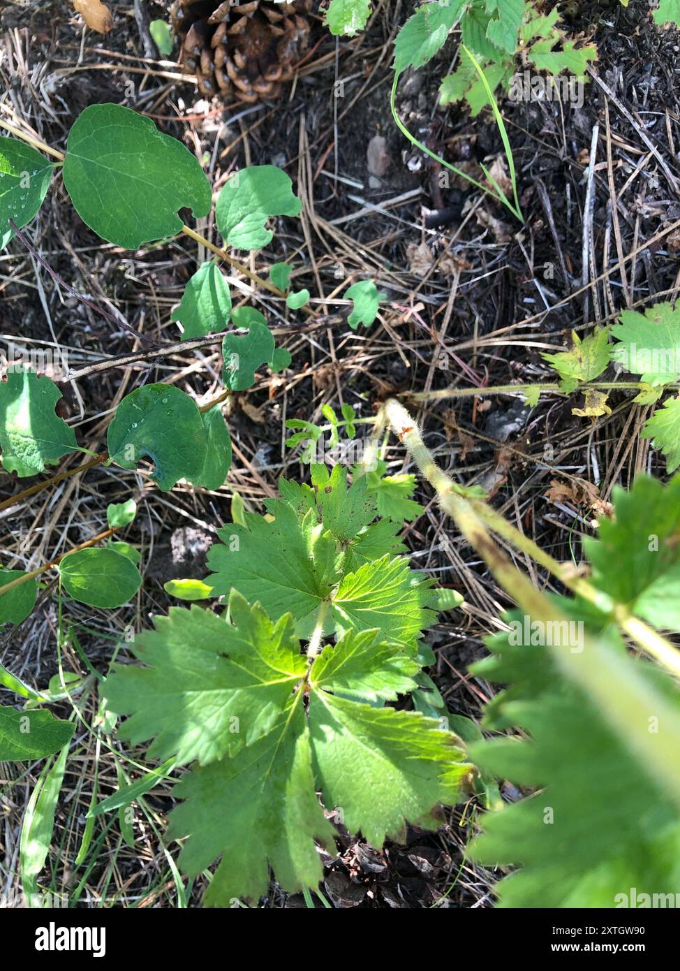 sticky cinquefoil (Drymocallis glandulosa) Plantae Stock Photo - Alamy