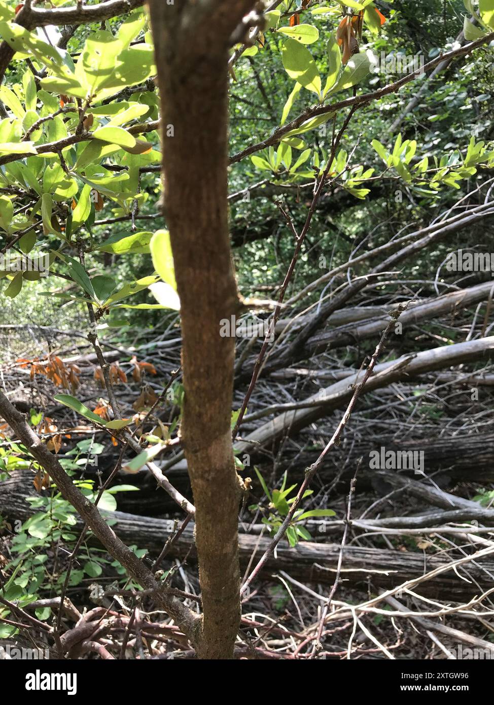 Gum bumelia (Sideroxylon lanuginosum) Plantae Stock Photo - Alamy