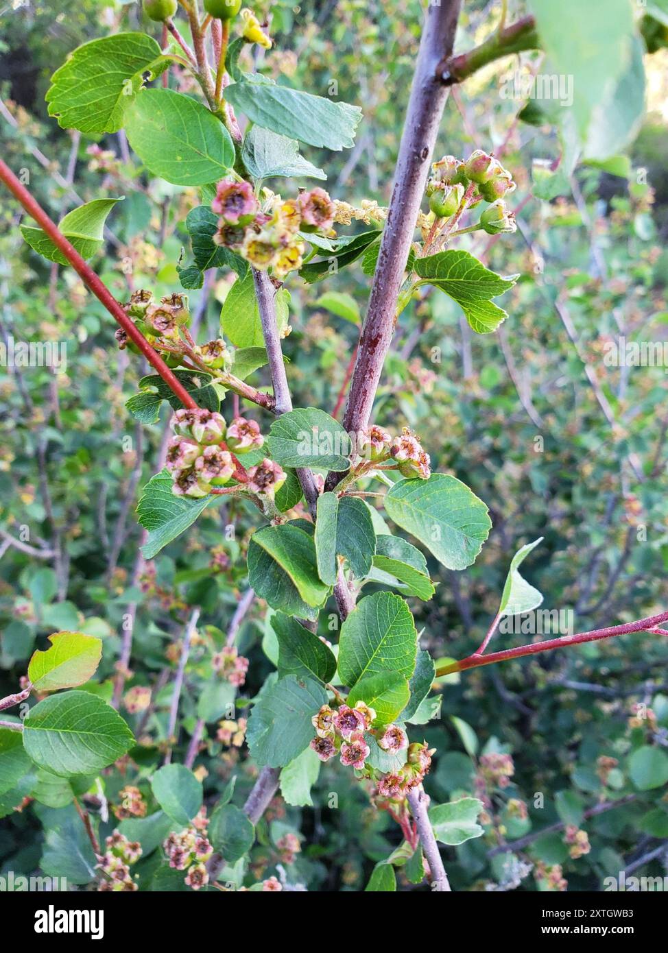 Utah Serviceberry (Amelanchier utahensis) Plantae Stock Photo - Alamy