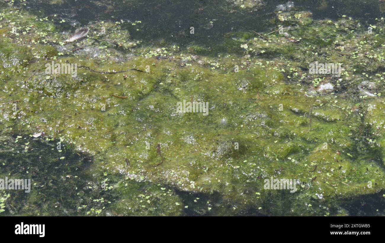 green algae (Chlorophyta) Plantae Stock Photo - Alamy