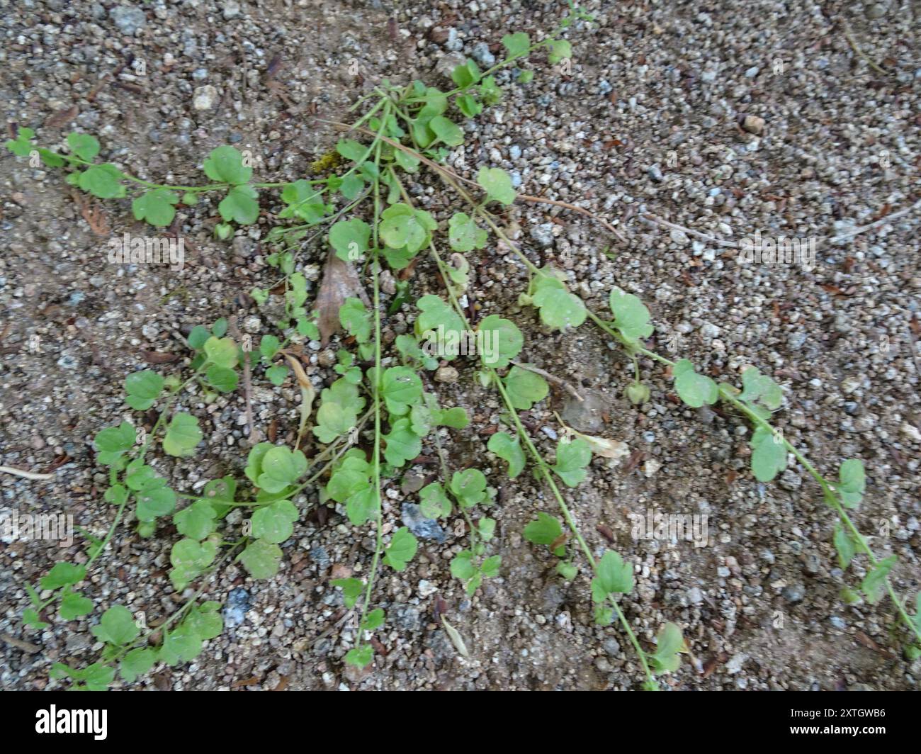 Ivy-leaved Speedwell (Veronica hederifolia) Plantae Stock Photo - Alamy
