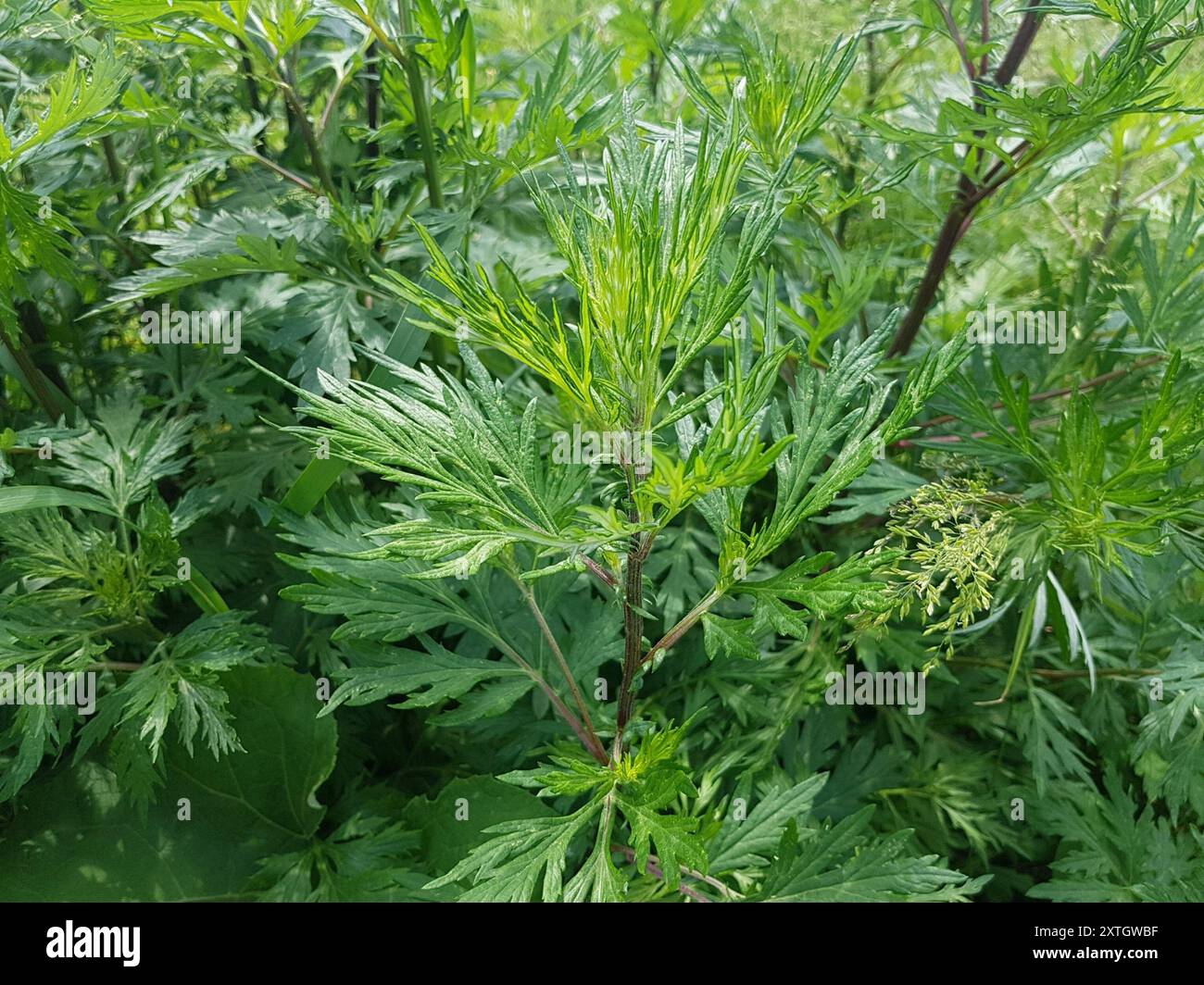 common mugwort (Artemisia vulgaris) Plantae Stock Photo - Alamy