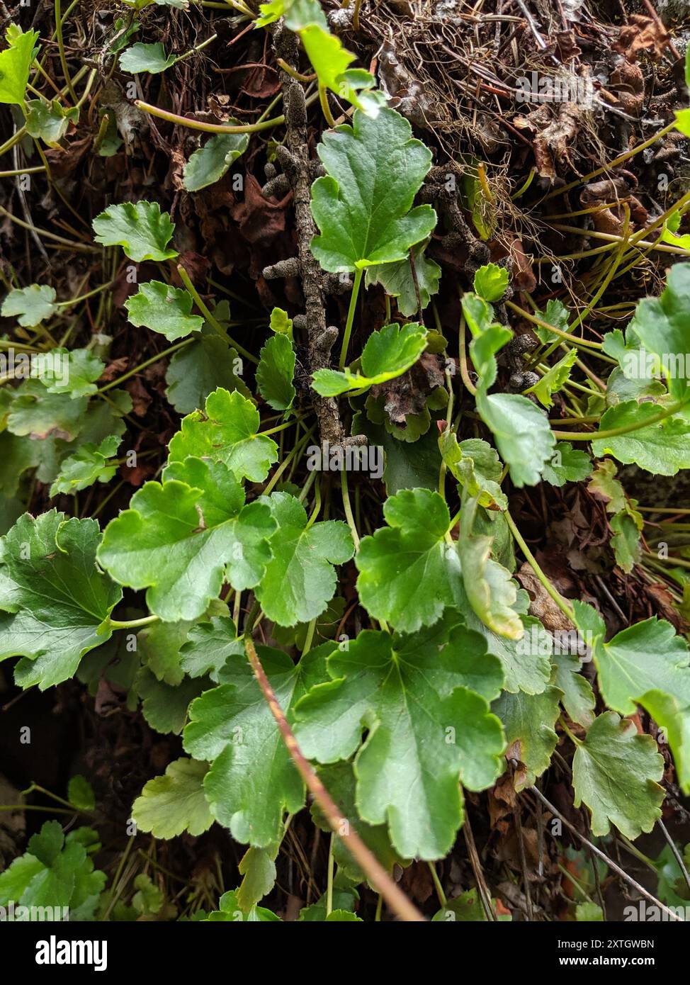 roundleaf alumroot (Heuchera cylindrica) Plantae Stock Photo - Alamy