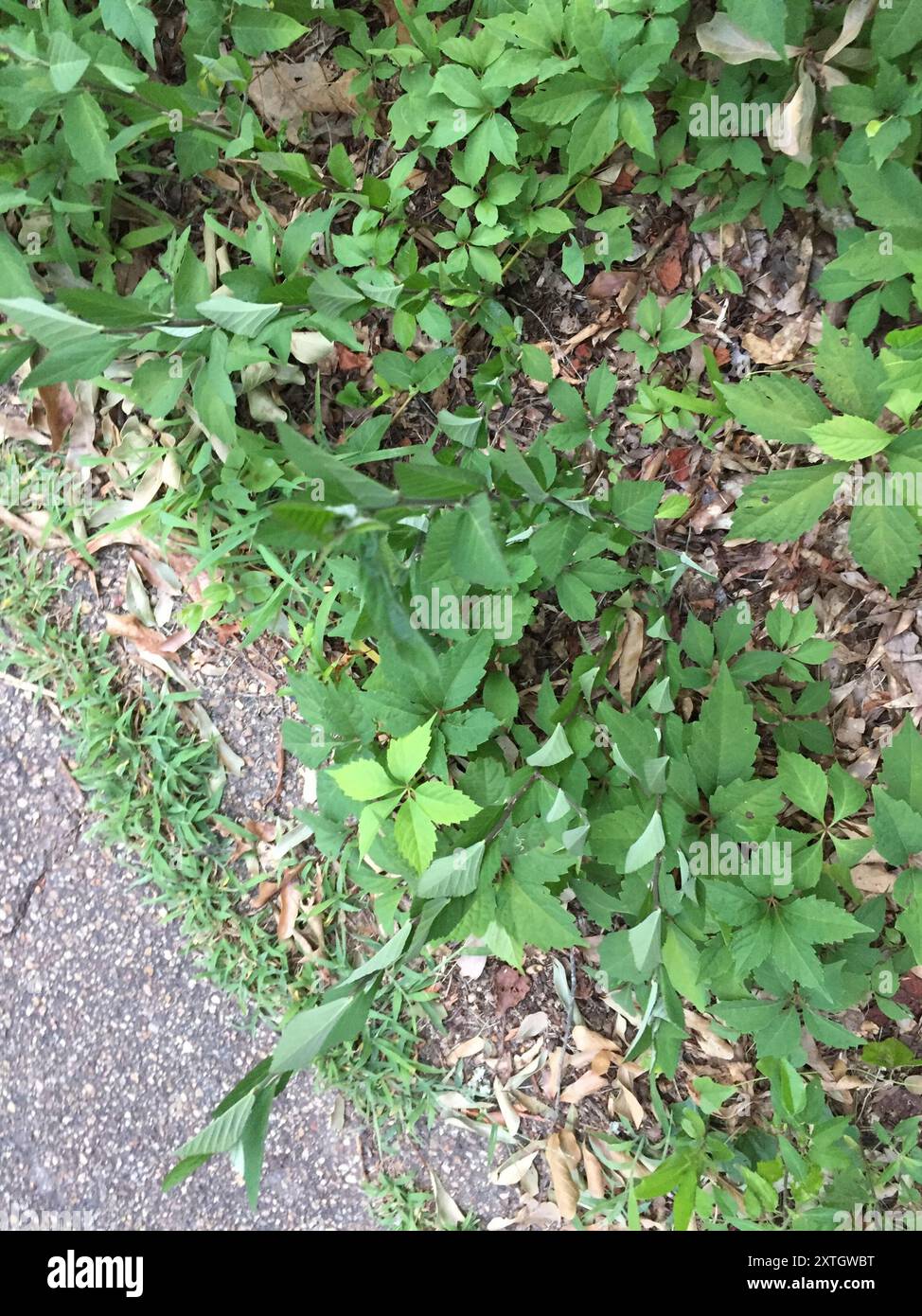 Cuban jute (Sida rhombifolia) Plantae Stock Photo - Alamy