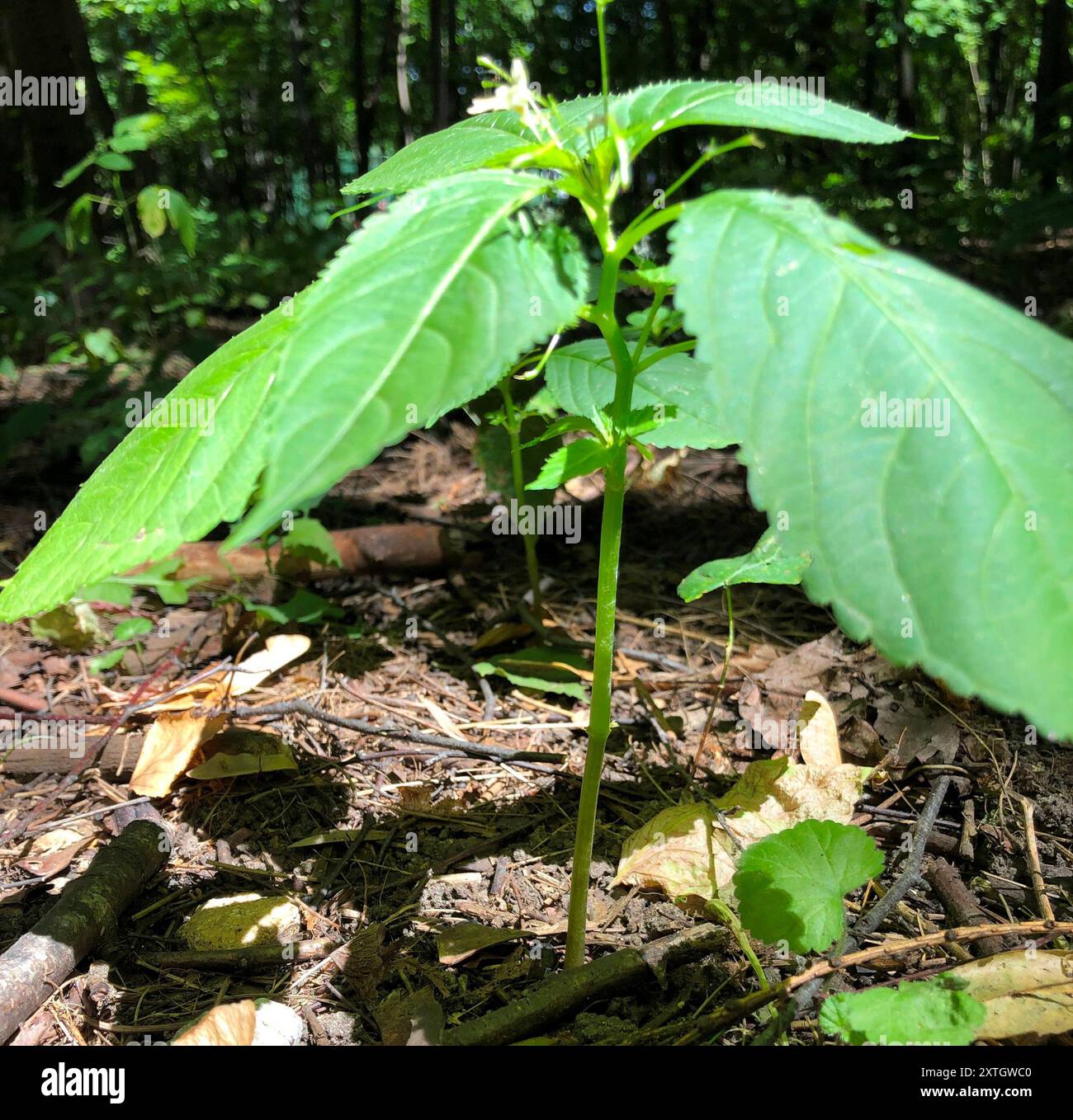 small balsam (Impatiens parviflora) Plantae Stock Photo - Alamy