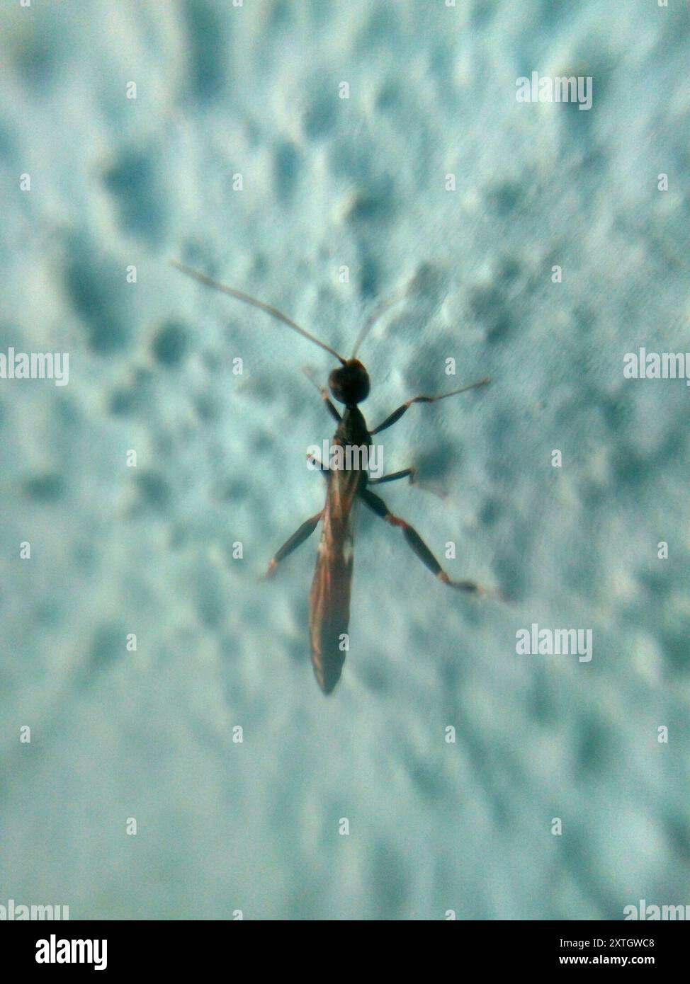 Crown Wasps (Stephanidae) Insecta Stock Photo - Alamy