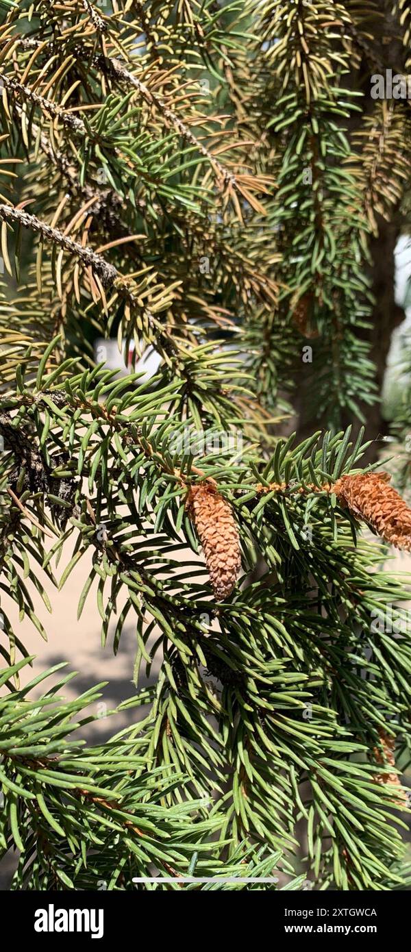 Engelmann spruce (Picea engelmannii) Plantae Stock Photo - Alamy