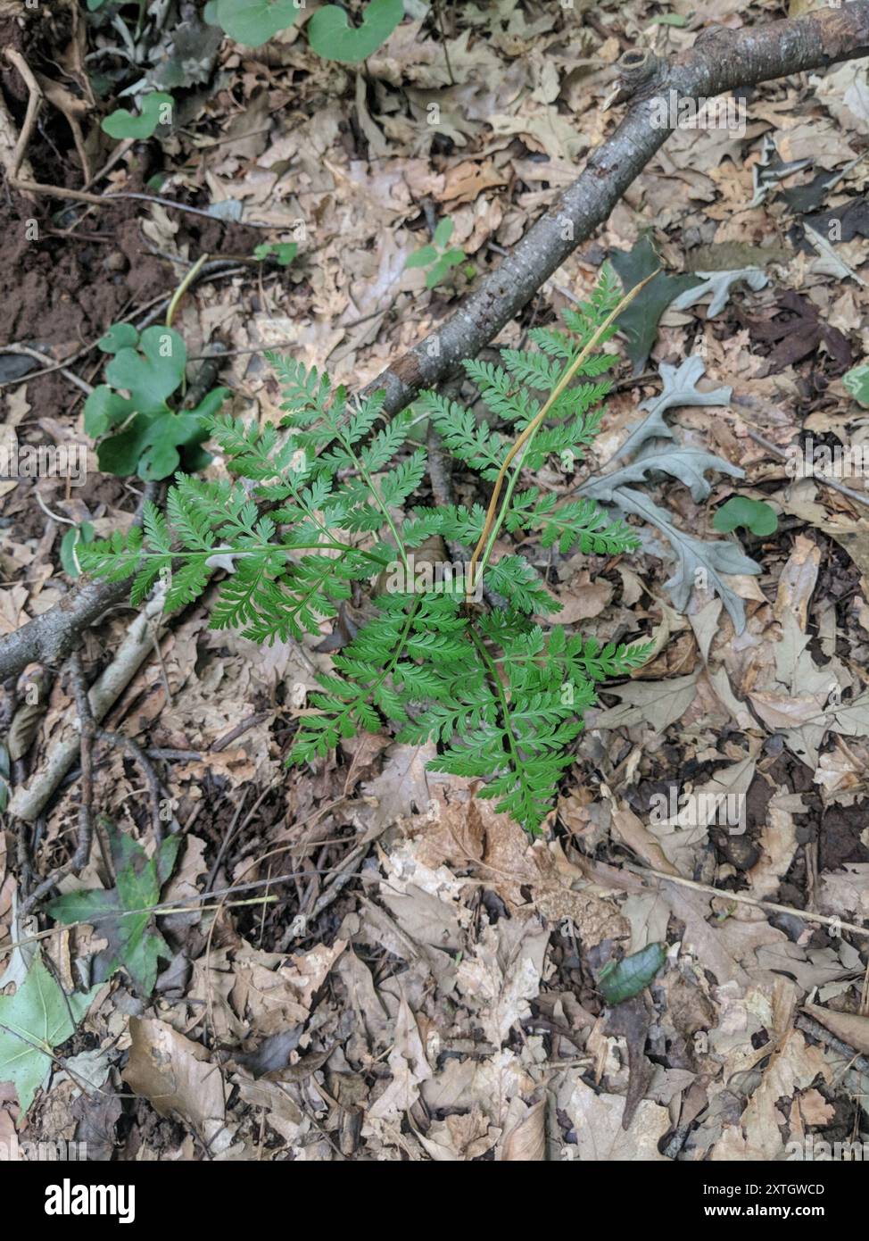 rattlesnake fern (Botrypus virginianus) Plantae Stock Photo - Alamy