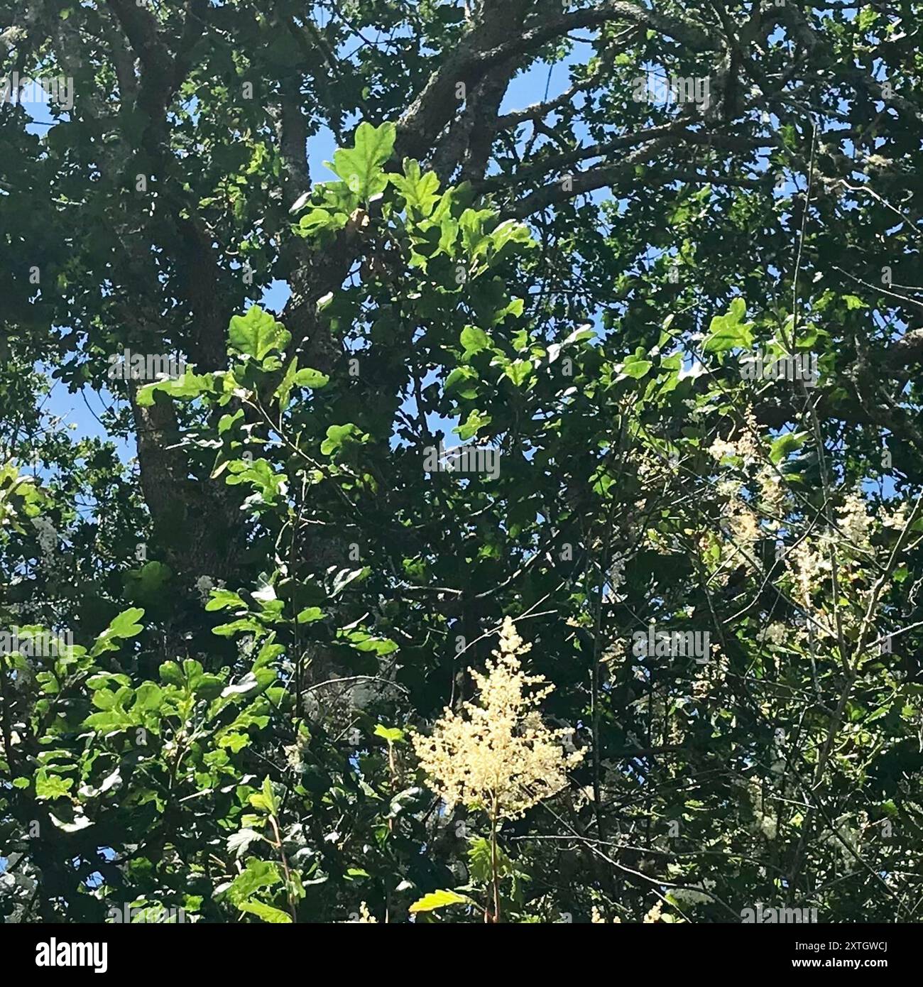 Oregon oak (Quercus garryana) Plantae Stock Photo - Alamy