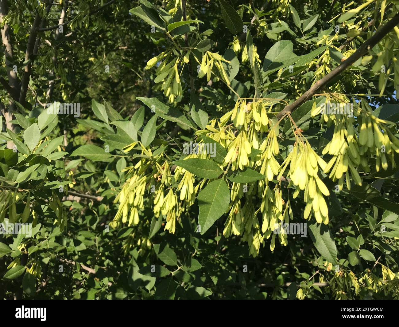 velvet ash (Fraxinus velutina) Plantae Stock Photo - Alamy