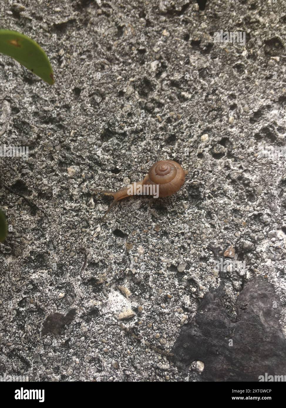 Asian Tramp Snail (Bradybaena similaris) Mollusca Stock Photo - Alamy