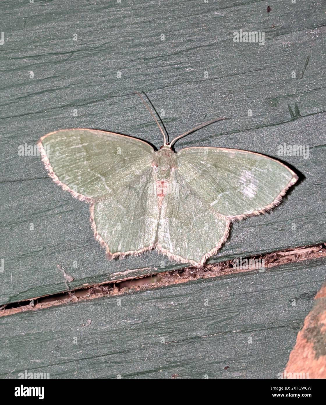 Common Emerald (Hemithea aestivaria) Insecta Stock Photo - Alamy