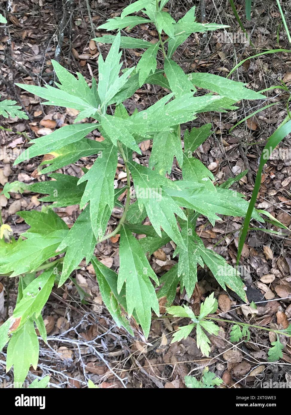 California mugwort (Artemisia douglasiana) Plantae Stock Photo - Alamy