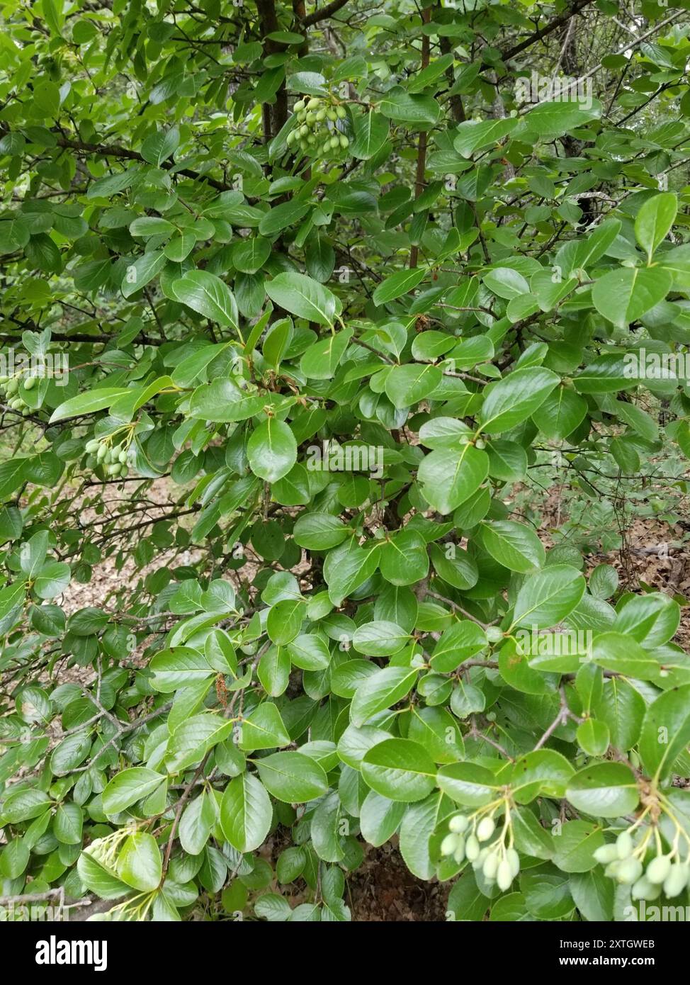 Rusty Blackhaw (Viburnum rufidulum) Plantae Stock Photo - Alamy