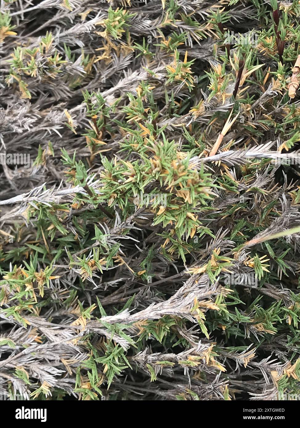 shore grass (Distichlis littoralis) Plantae Stock Photo - Alamy