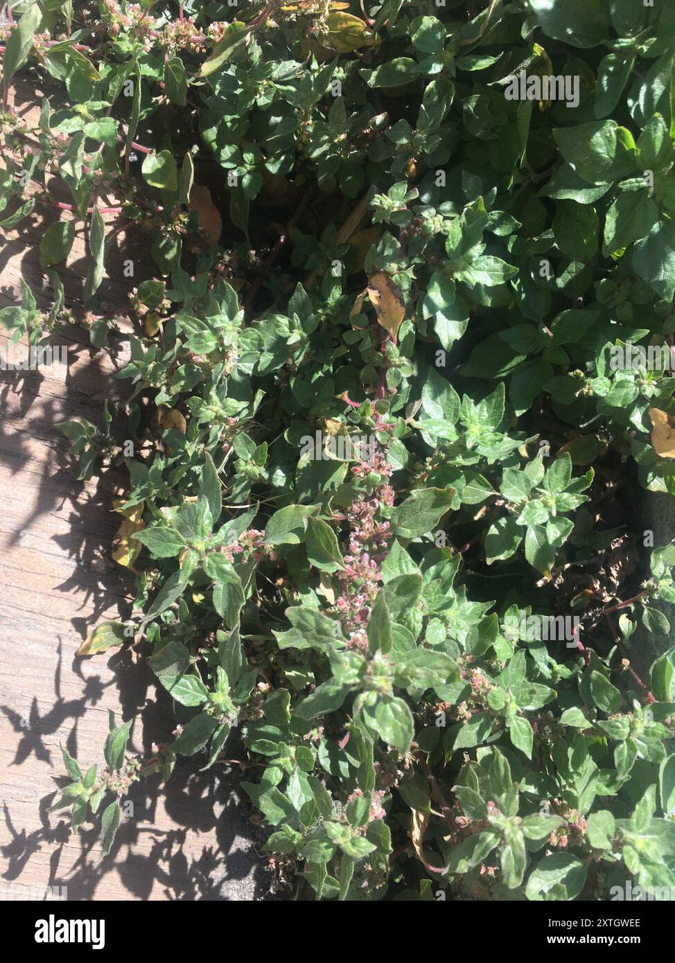 pellitory-of-the-wall (Parietaria judaica) Plantae Stock Photo - Alamy