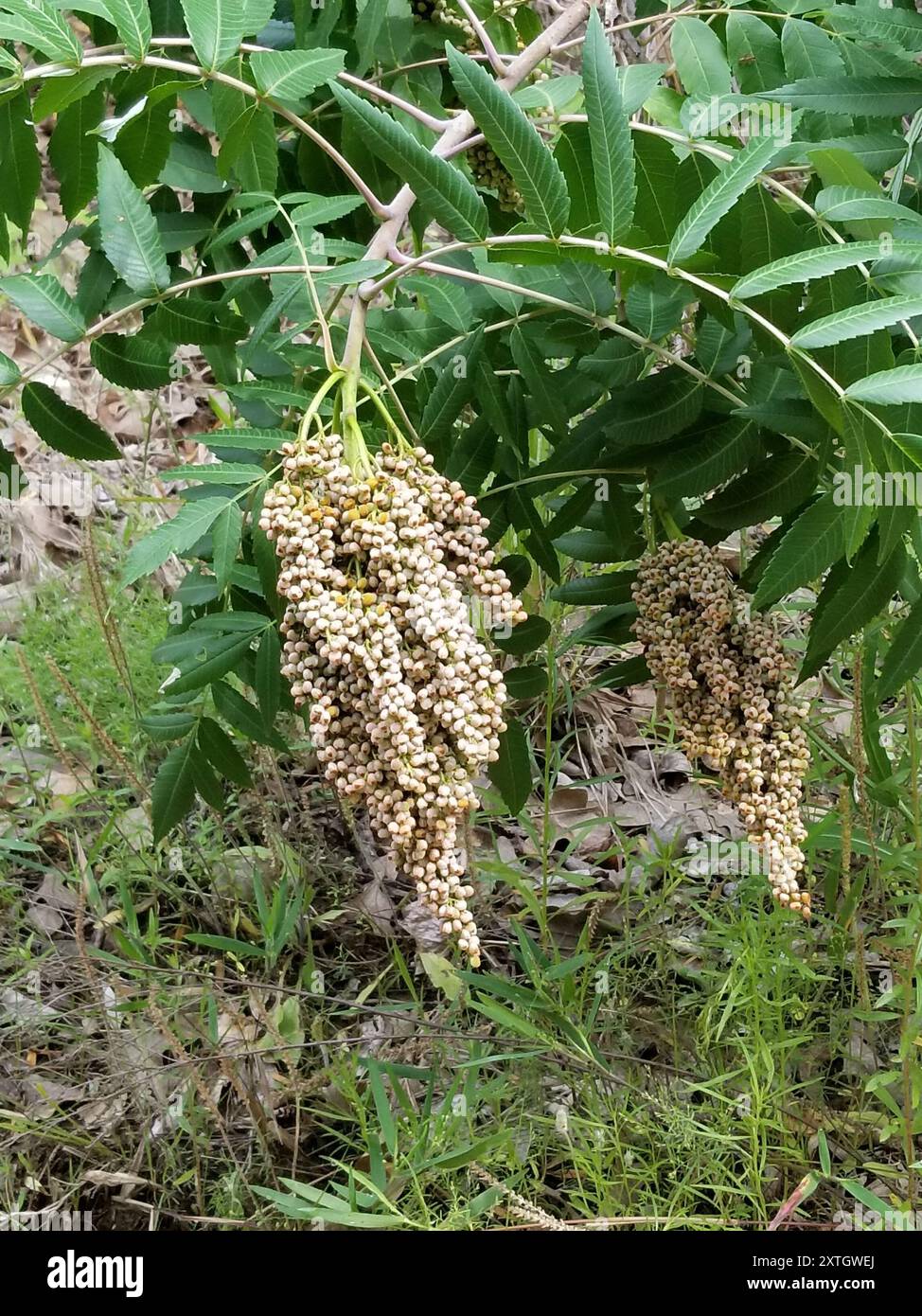 smooth sumac (Rhus glabra) Plantae Stock Photo - Alamy