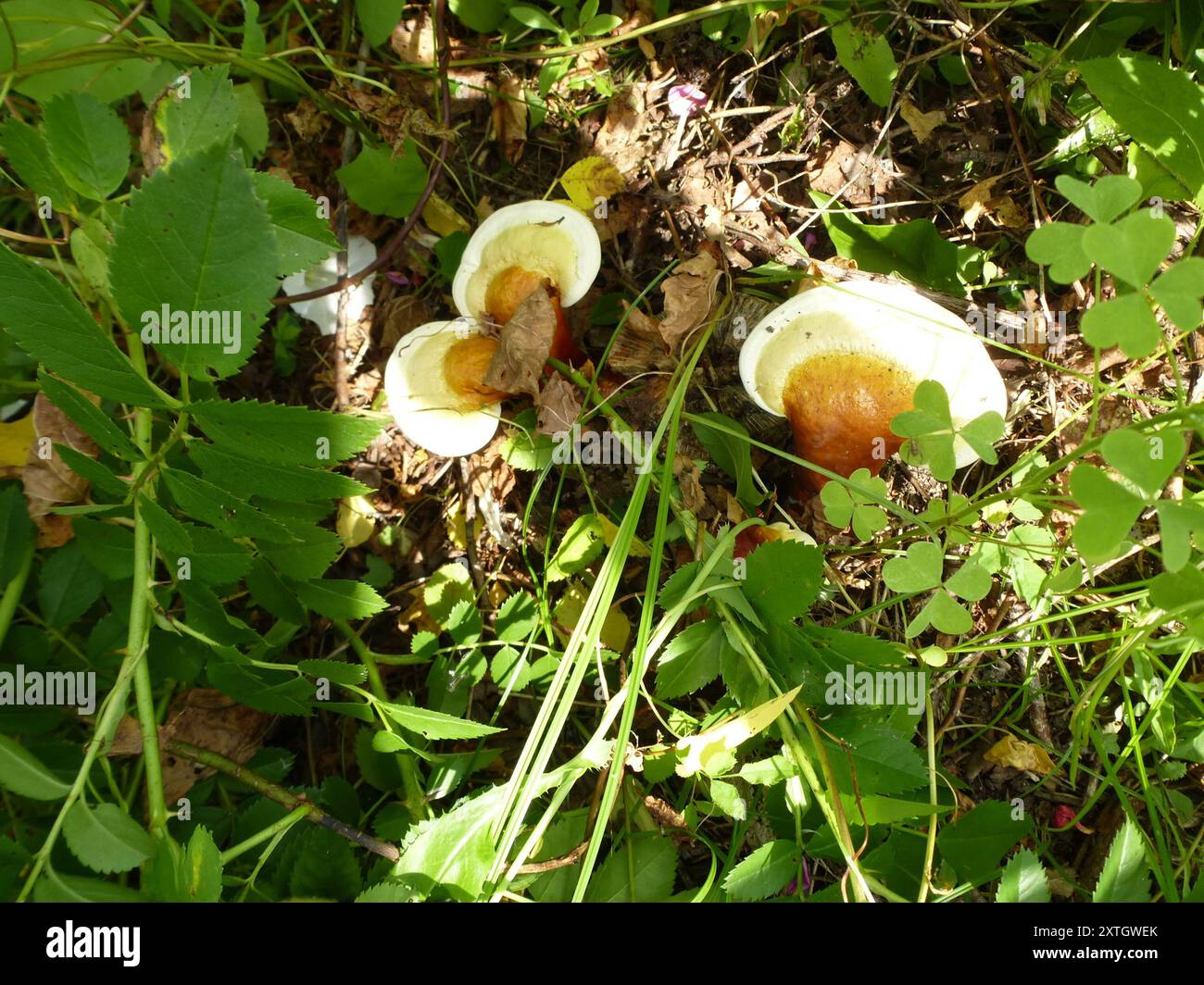 golden reishi (Ganoderma curtisii) Fungi Stock Photo - Alamy