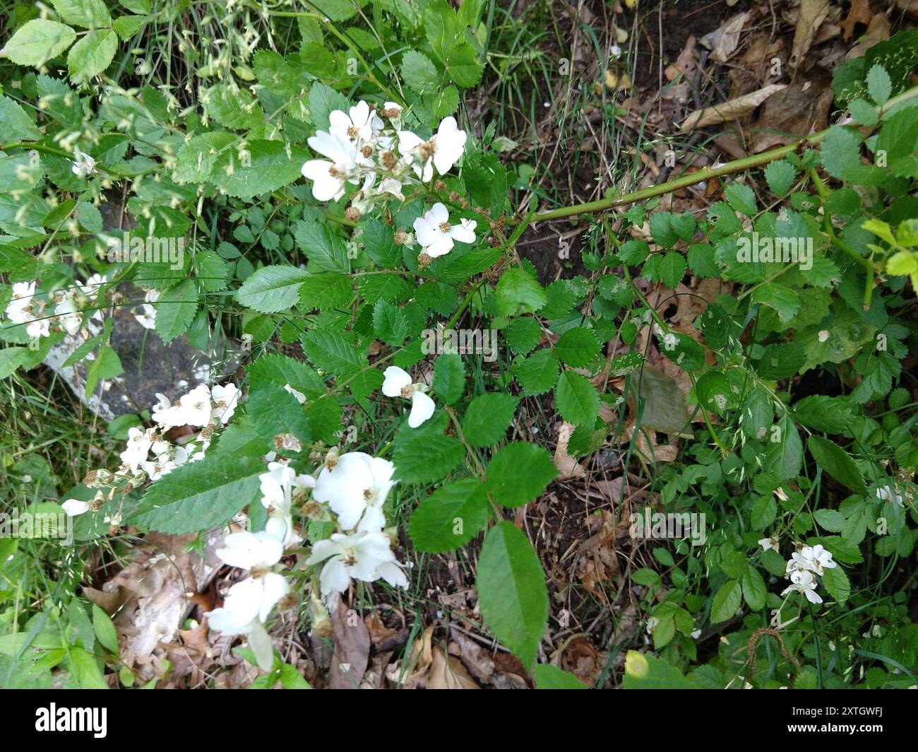 multiflora rose (Rosa multiflora) Plantae Stock Photo - Alamy