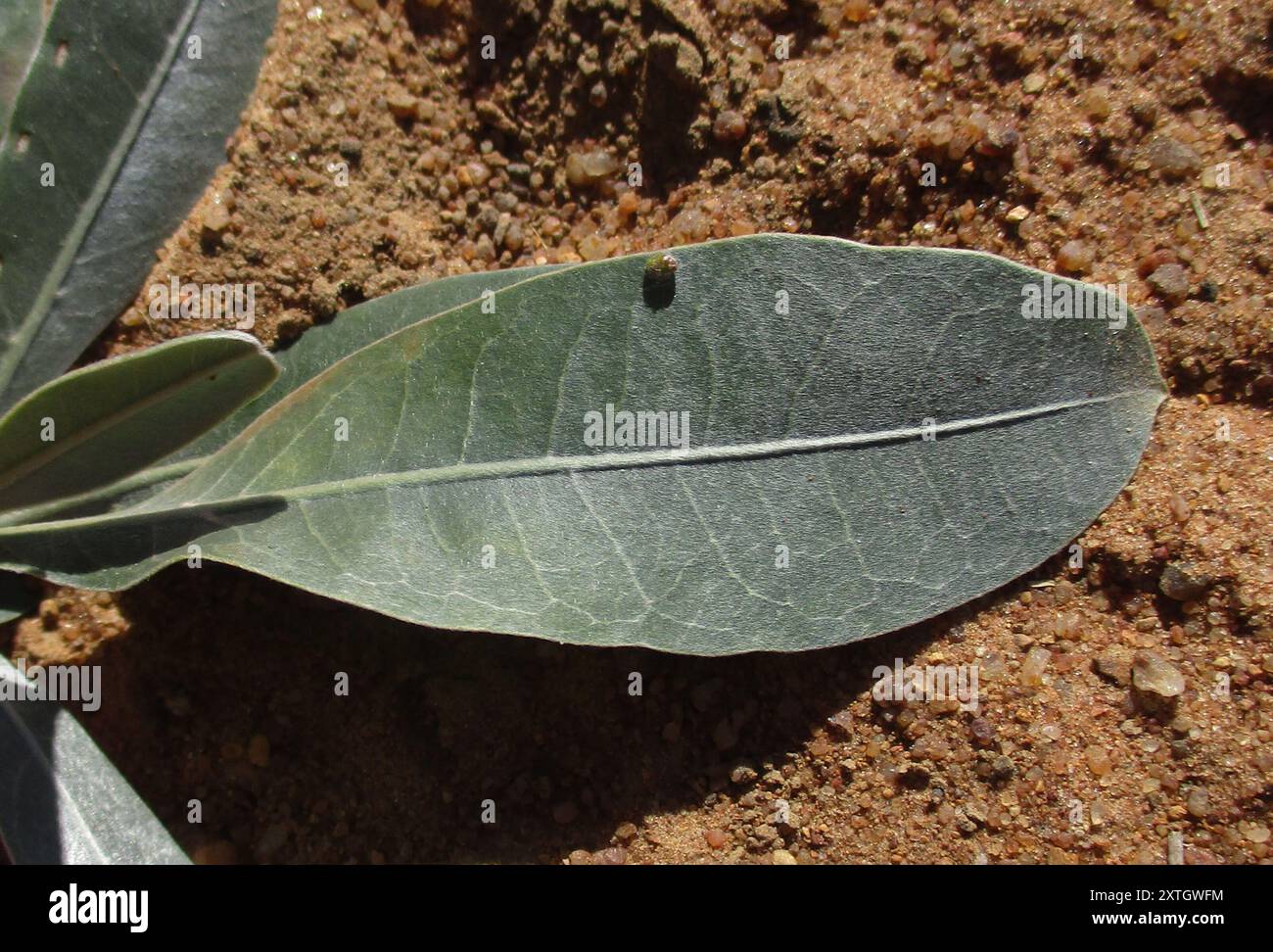 silver terminalia (Terminalia sericea) Plantae Stock Photo - Alamy