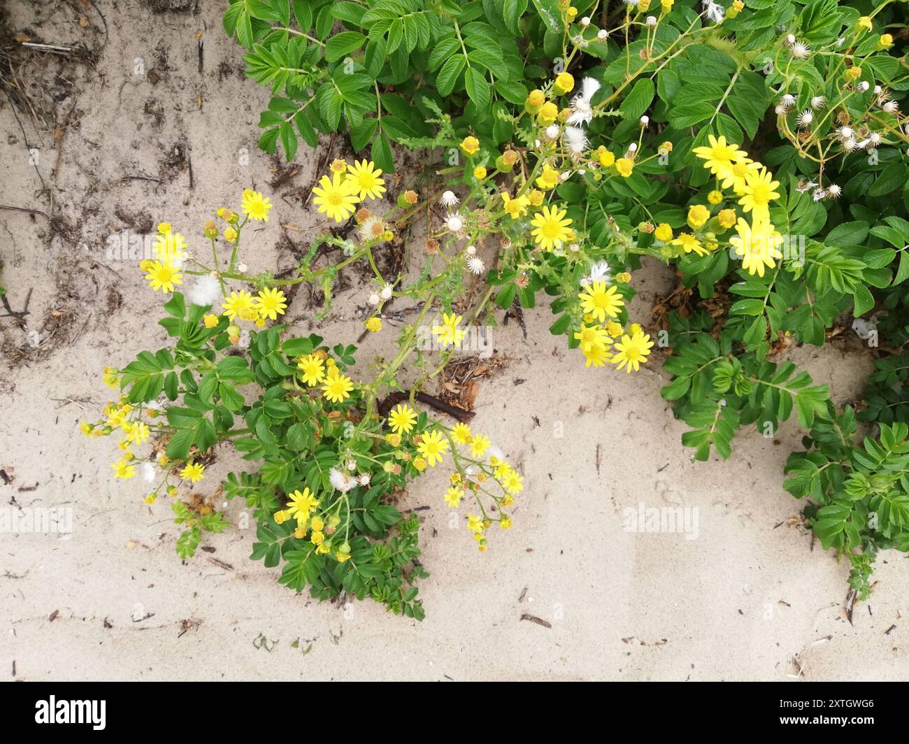Eastern Groundsel (Senecio vernalis) Plantae Stock Photo - Alamy